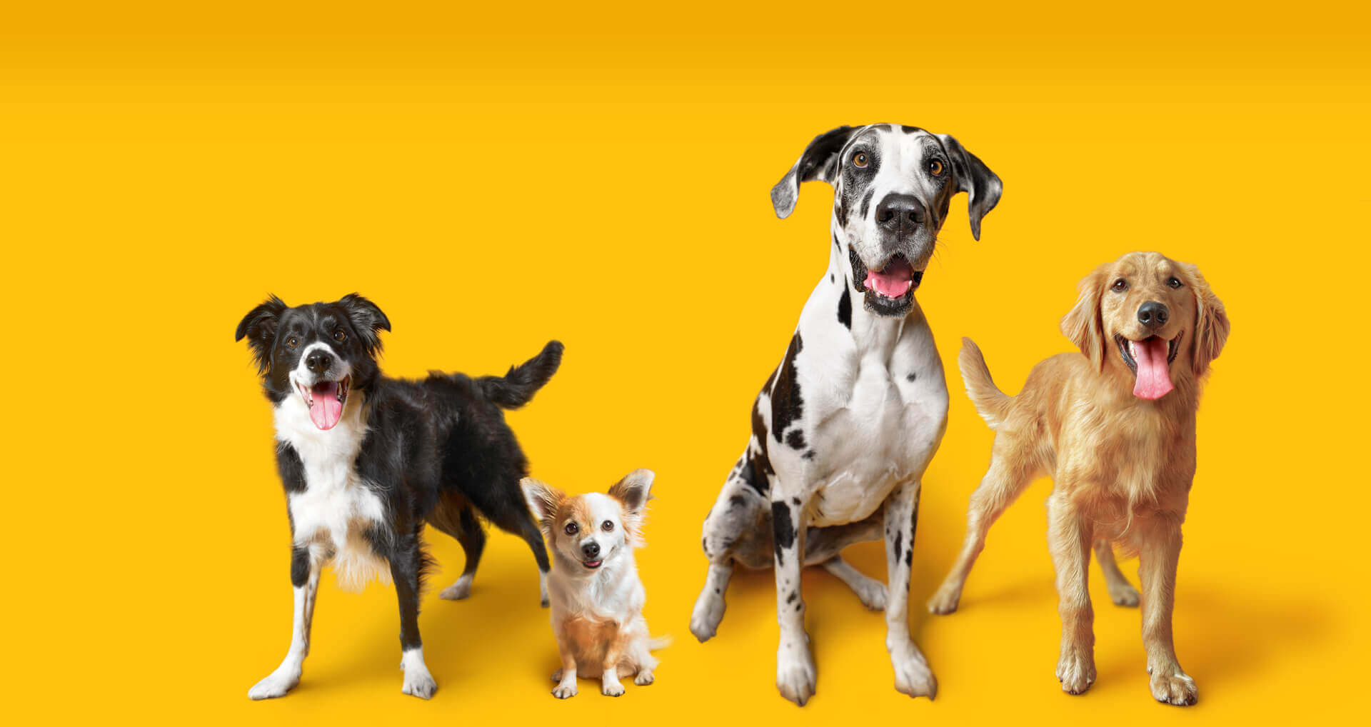 Conheça tudo sobre a marca Pedigree® | PEDIGREE®
