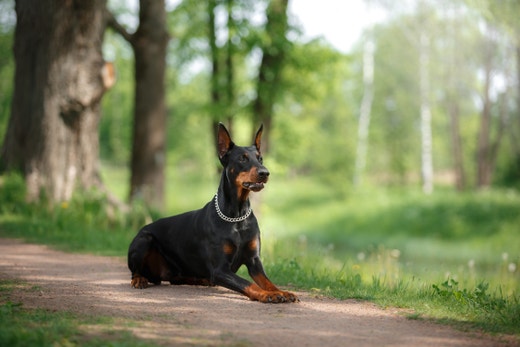 Doberman: Conheça detalhes sobre essa raça | PEDIGREE®