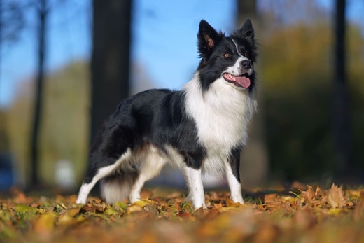 Border Collie: Conheça detalhes sobre essa raça | PEDIGREE®