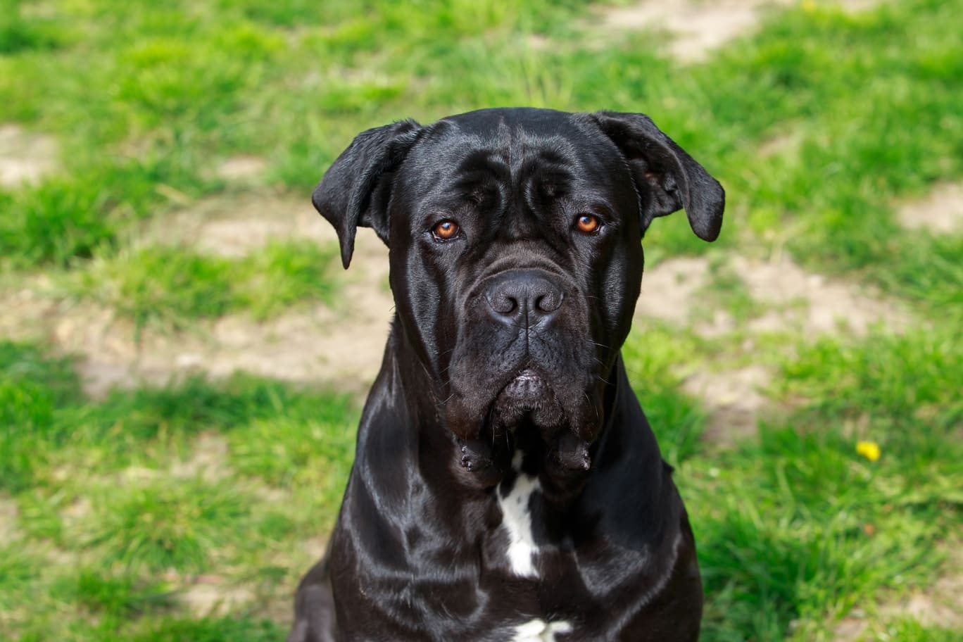 Cane Corso: Saiba tudo sobre esse cão gigante | PEDIGREE®