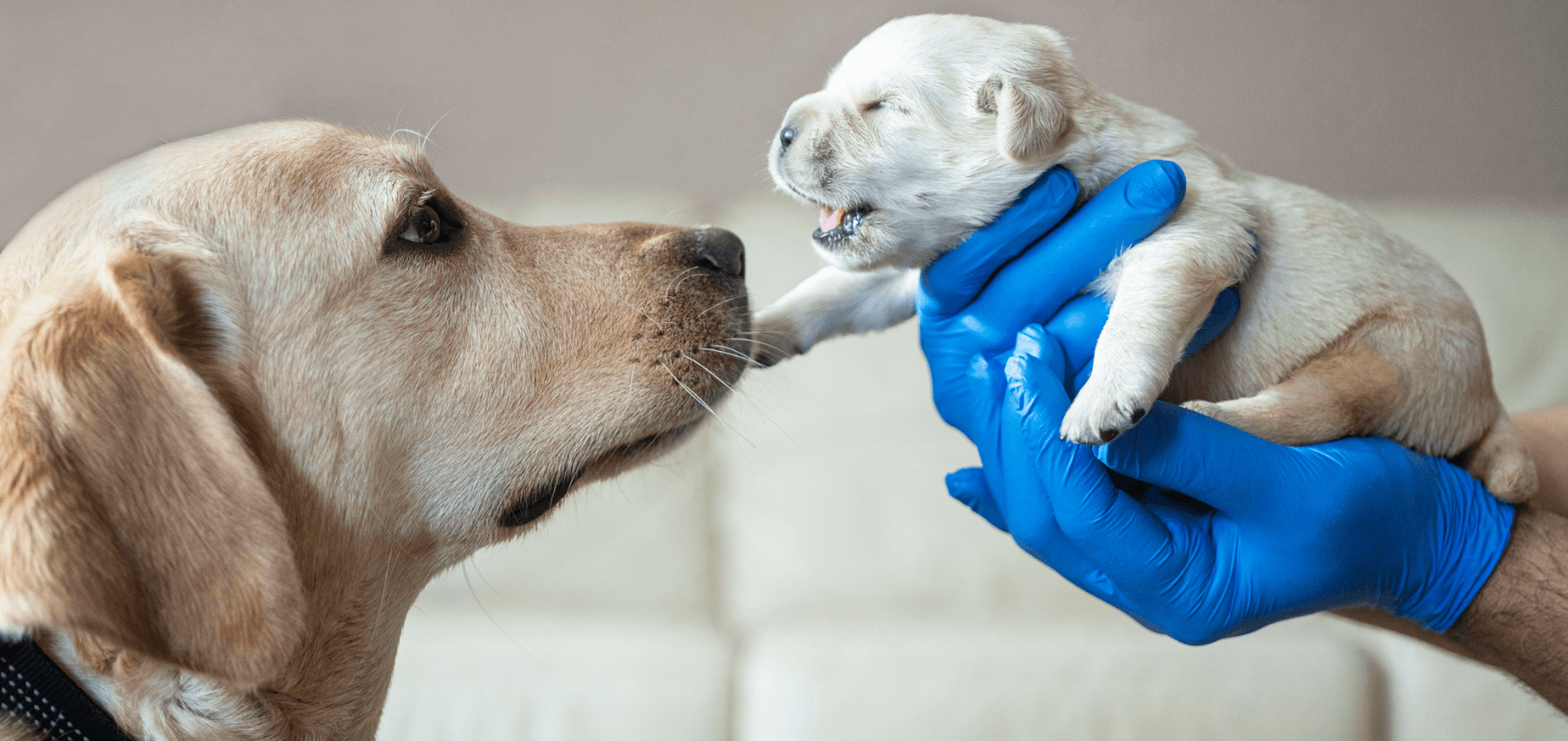 Desenvolvimento do filhote: nascimento até 12 semanas | Pedigree