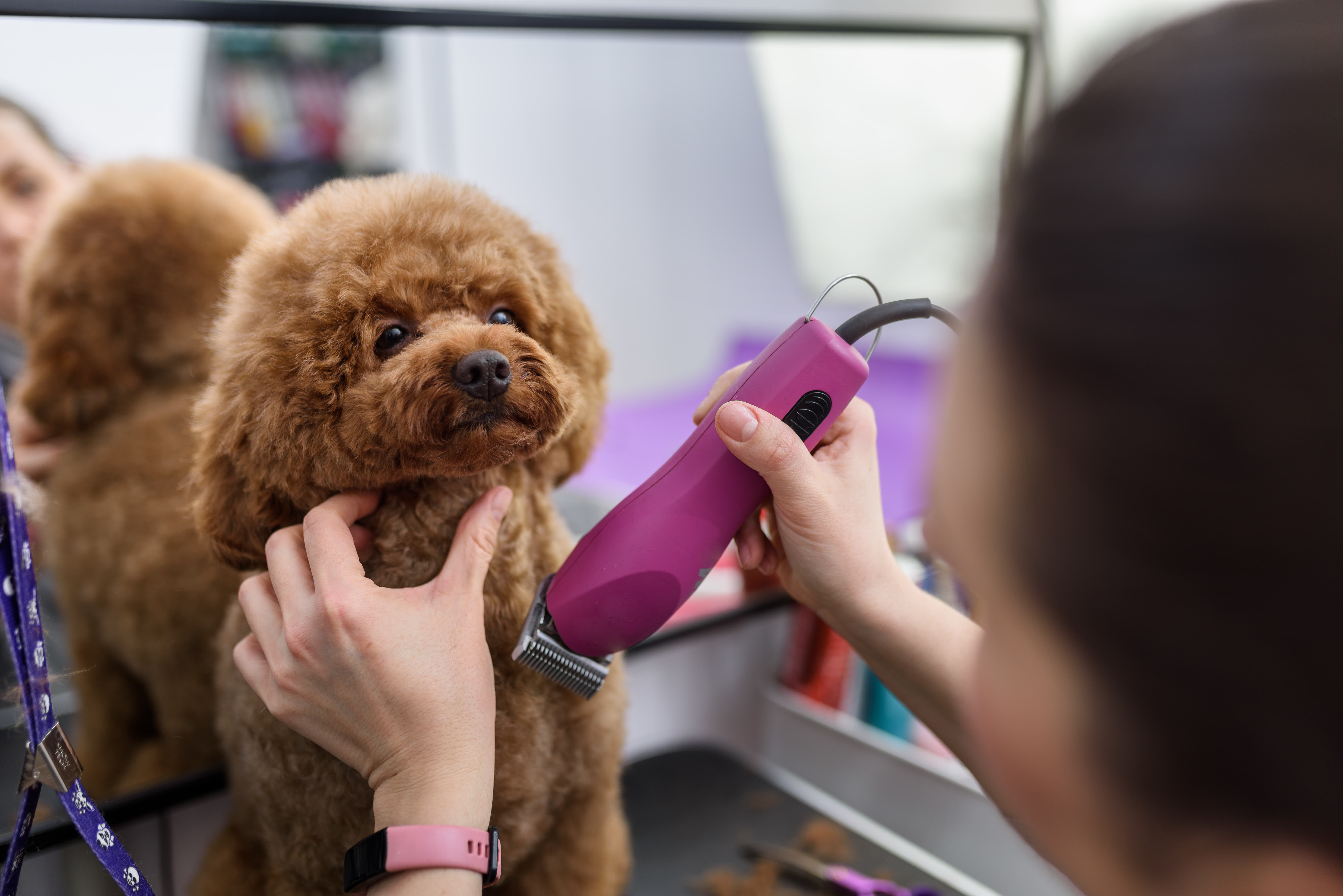 Como tosar cachorro com maquininha de cortar cabelo - Salão de Beleza ...